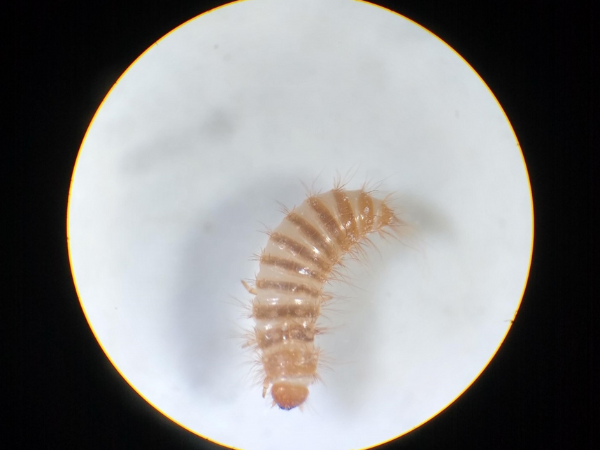 FDA Food Defect Action Levels & Filth Testing